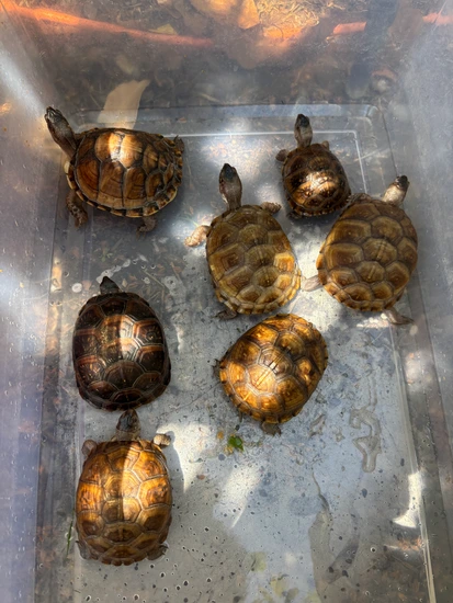 Cb Three Toe Box Turtles by James Terelle Turtles