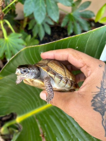 Three Toe Box Turtle by James Terelle Turtles