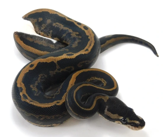Acid BlkPastel Leopard Wookie Het. Pied Het. TSK Ball Python by ...