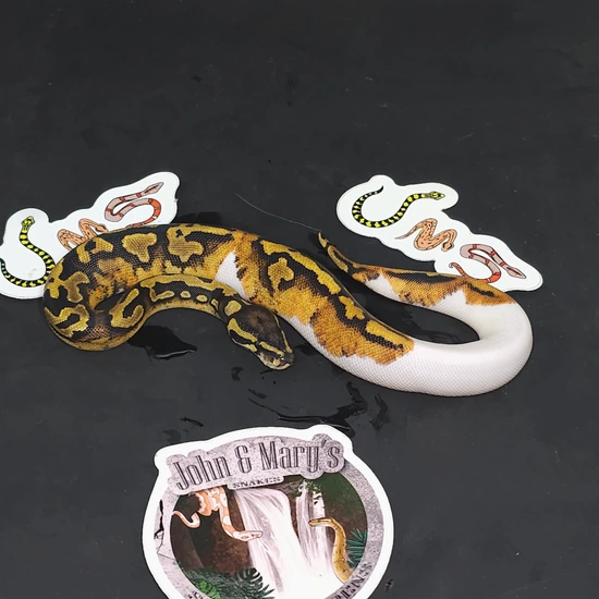 Pyro Pied Ball Python by John and Mary's Snakes