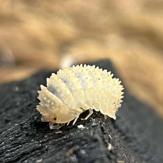 15+ Count Cristarmadillidium Muricatum - Pineapple Spiky Isopod by ...
