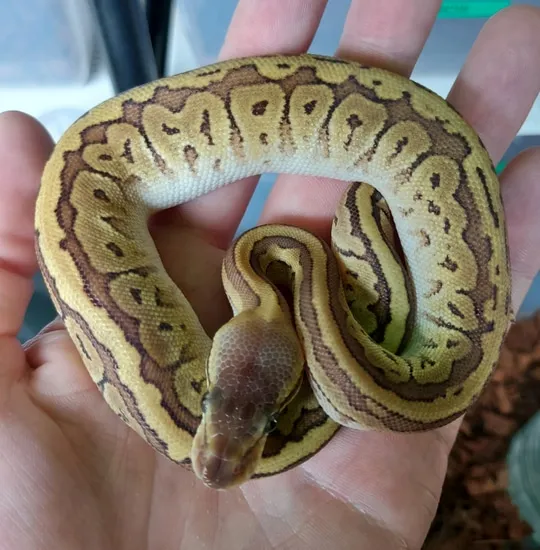Jigsaw Blast Ball Python by J&S Royals Store