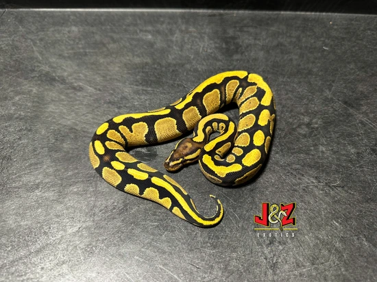 Enchi Spark Het Clown Ball Python by J&Z’s Exotics