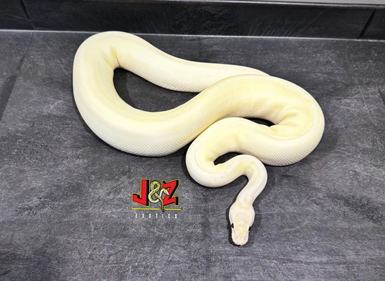 Banana Puma (Yellow Belly Spark) PROVEN Ball Python by J&Z’s Exotics