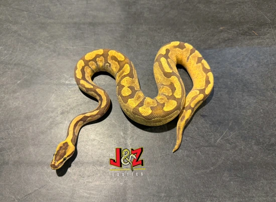 Super Enchi Fire (Orange Dream) Ball Python by J&Z’s Exotics
