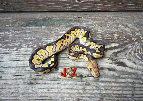 Mojave Clown 50% Het Hypo Ball Python by J&Z’s Exotics
