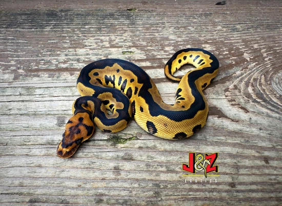 Leopard Clown 50% Het VPI Ball Python by J&Z’s Exotics