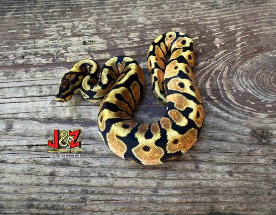 Enchi Spotnose Trojan Het Desert Ghost Het Clown Ball Python by J&Z’s ...
