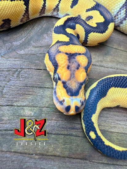 Desert Ghost Clown A++ Example Ball Python by J&Z’s Exotics
