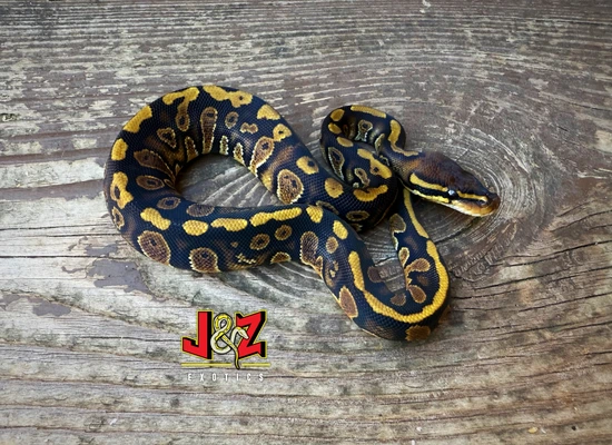 Stranger 100% Het Monsoon 100% Het Clown Ball Python by J&Z’s Exotics