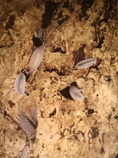 Powder Pink (Porcellionide Pruinosus) Isopods (RARE) by El Paso Isopods