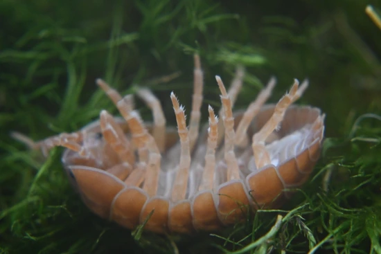 Armadillidium Vulgare "Sunset" LAG Isopod by El Paso Isopods