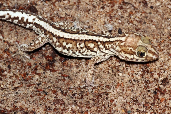 Proven Group Of Genetically Striped Picta 2.3 More Gecko by Japaka Reptiles