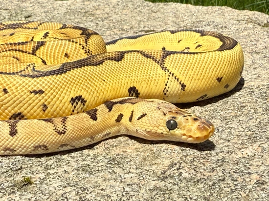 Pastel Clown Ball Python by Jarrod Heaney ball pythons