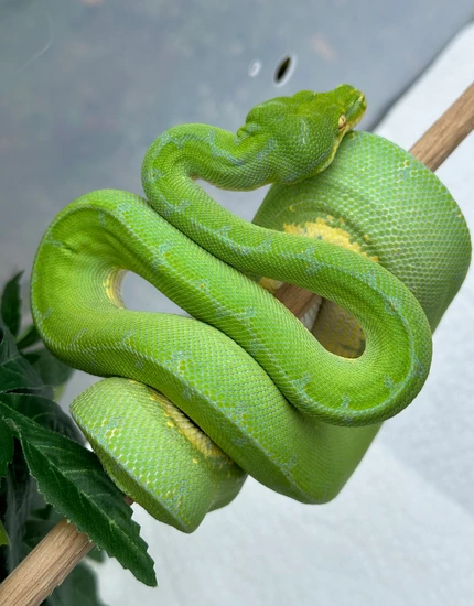 Manokwari X Cyclops Green Tree Python by AKA Noodles