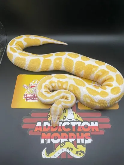 Albino Raven Ball Python by Addiction Morphs