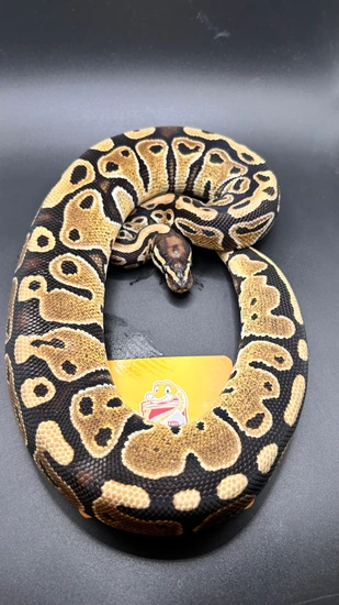 Russo Het Pied Het Albino/ Candy Ball Python by Addiction Morphs