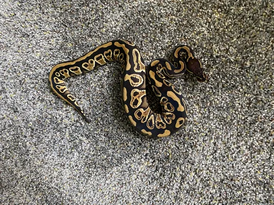 Cypress Hurricane Pos YB Ball Python by Jay’s Pythons & Boas