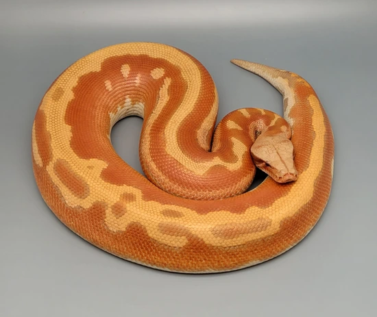 T+ VPI Sunglow Stripe Blood Python by Jason Gayle