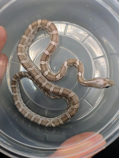 Anery Het Palmetto Possible Het Red Factor Corn Snake by Elevated Serpents