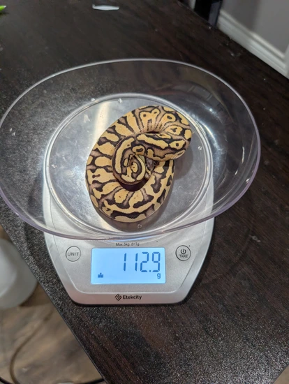 Pastel Vanilla Het Clown Ball Python by Texas Ball Python Morphs