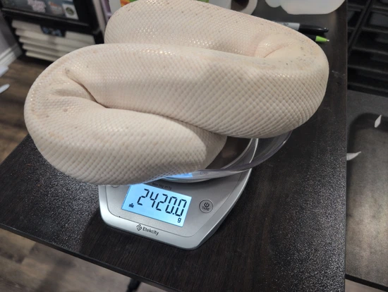 Pastel Gravel Yellow Belly Spider Ball Python by Texas Ball Python Morphs