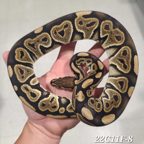 Black Pastel Dbl Het VPI Axanthic Clown Ball Python by Kittinger Reptiles