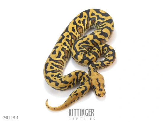 Acid Spotnose YB Russo Clown Ball Python by Kittinger Reptiles