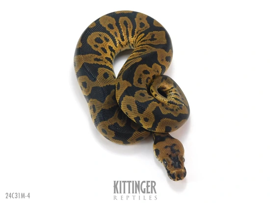 Acid Clown Pos RS Ball Python by Kittinger Reptiles