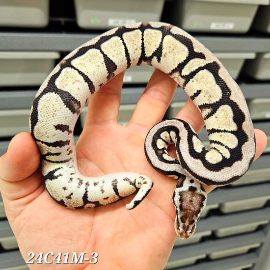 Pastel Spotnose VPI Axanthic Het DG Ball Python by Kittinger Reptiles