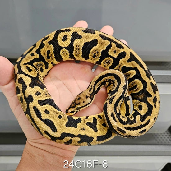 Acid Spotnose Dbl Het Hypo Puzzle Ball Python by Kittinger Reptiles