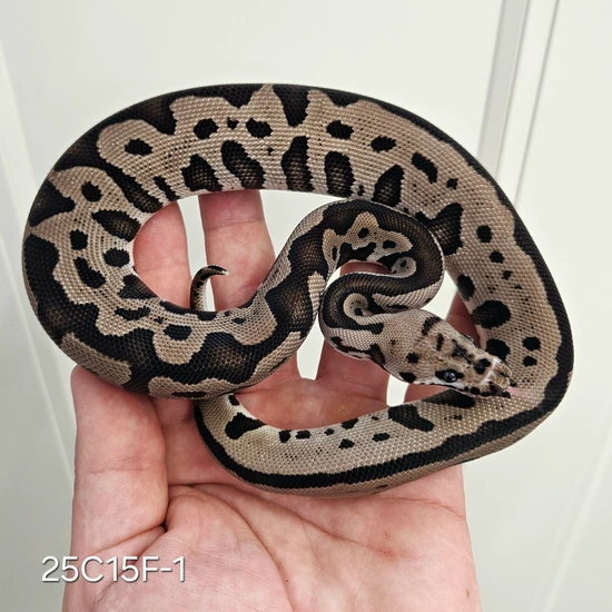 Acid Leopard Axanthic Clown Ball Python by Kittinger Reptiles