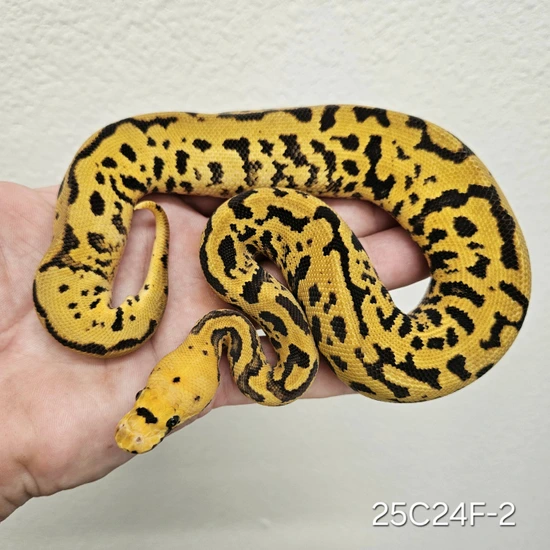 Acid Fire Yb Spotnose Clown (RS) Ball Python by Kittinger Reptiles