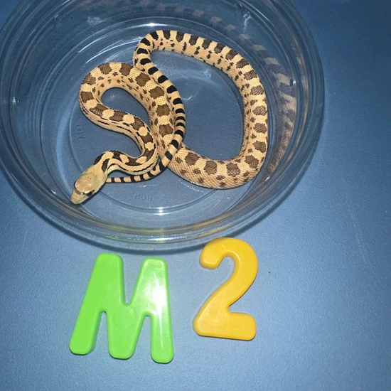 Phelan CA Blonde Great Basin Gopher Snake by Envy Reptiles