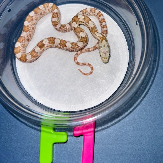 Moonshine Greenish Eastern Rat Snake by Envy Reptiles