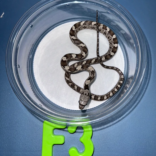 Grey, Lower Appalachia Eastern Rat Snake by Envy Reptiles