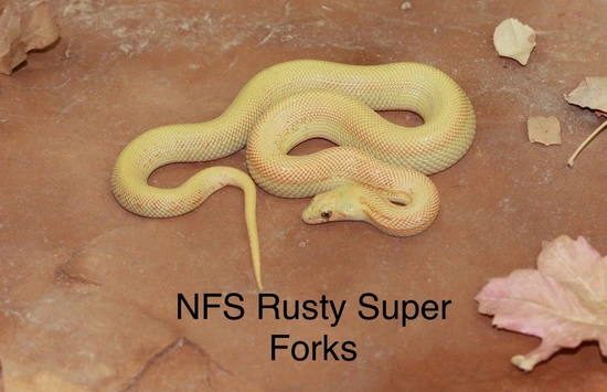 1.1 Super Forks Sonoran Gophersnake Gopher Snake by Envy Reptiles