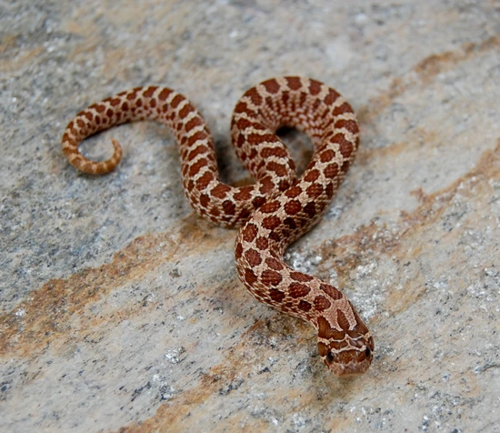 Triple Het Lavender, Axanthic, Albino *Red Lineage Western Hognose by ...