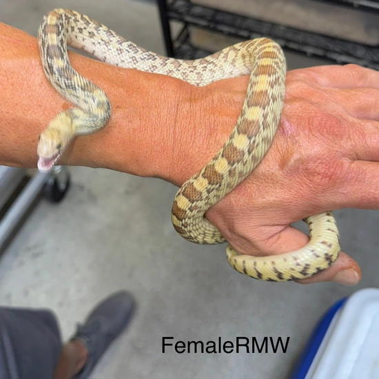 Rare Triple Het Sonorans Gopher Snake by Envy Reptiles