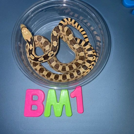 Blonde Great Basin Gophersnake Phelan Locality Gopher Snake by Envy ...