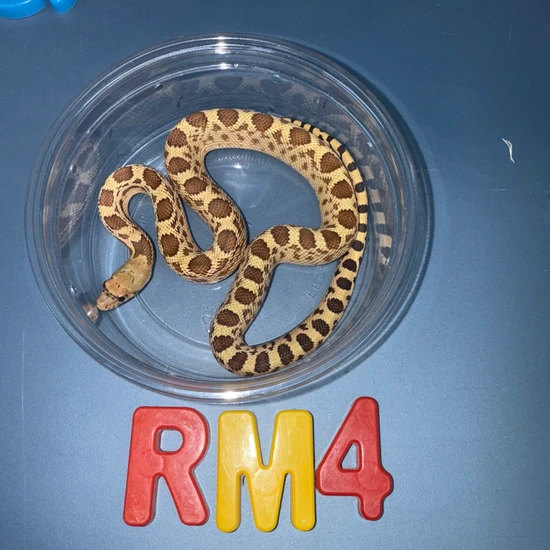 Sonoran Gopher Snake by Envy Reptiles