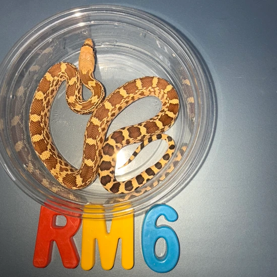Sonoran Gopher Snake by Envy Reptiles