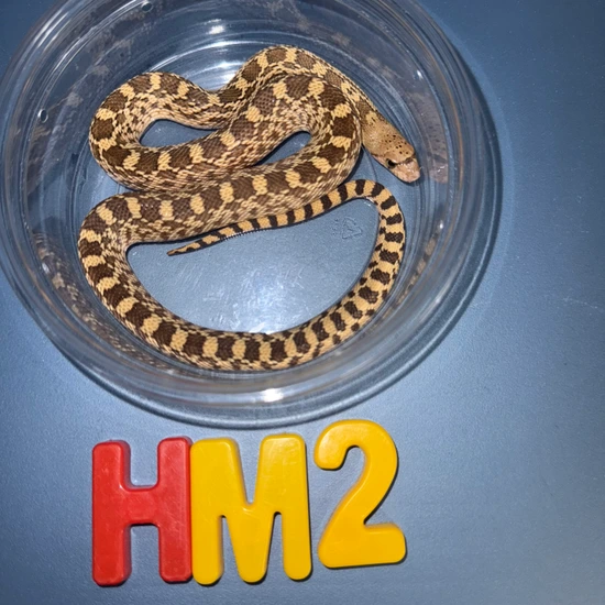 Het Whiteside Sonoran Gopher Snake by Envy Reptiles