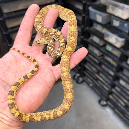 Sonoran Gopher Snake by Envy Reptiles