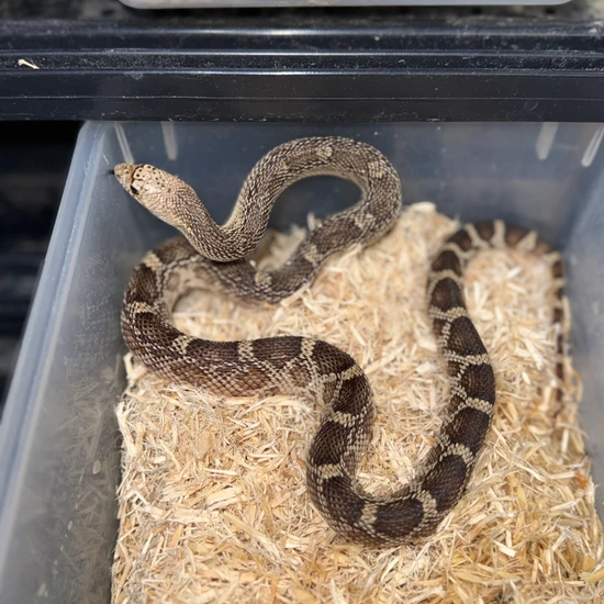 Florida Pine Gadsden Co FL Locality Pine Snake by Envy Reptiles