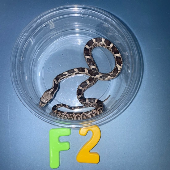 Black Rat Eastern Rat Snake by Envy Reptiles