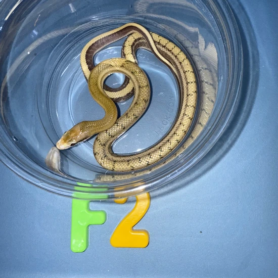 Anery Calico Beauty Rat Snake by Envy Reptiles