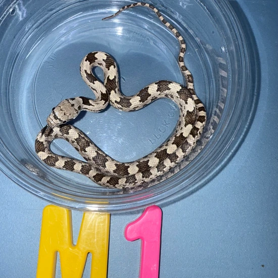 Apalachicola Lowlands Locality Gray Rat Snake by Envy Reptiles