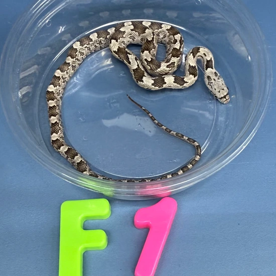 Apalachicola Lowlands Locality Gray Rat Snake by Envy Reptiles
