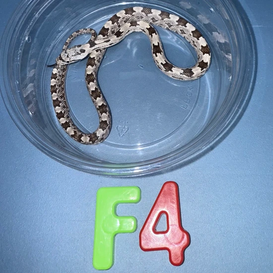 Apalachicola Lowlands Locality Gray Rat Snake by Envy Reptiles